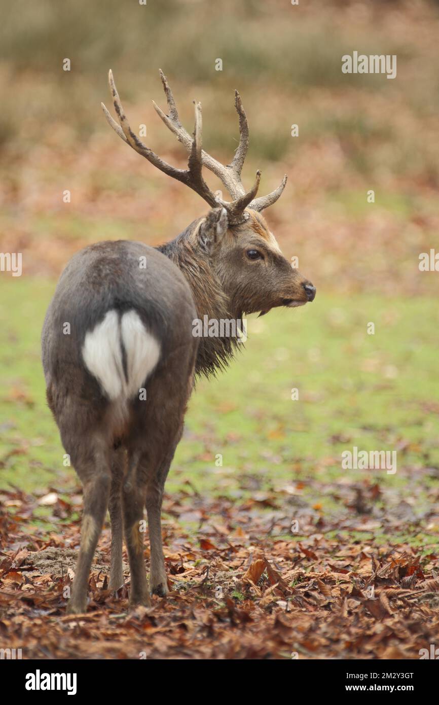 Sika deer (Cervus nippon), male, hind, rump, antlers, captive Stock ...