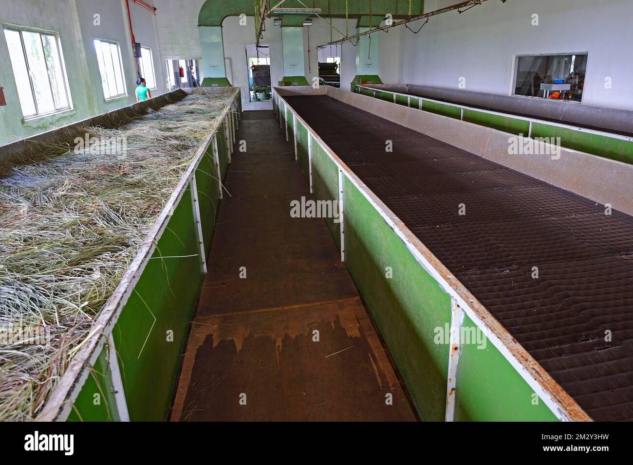Ribbons for drying the raw tea of the Seyte Tea Company, Mahe Island ...