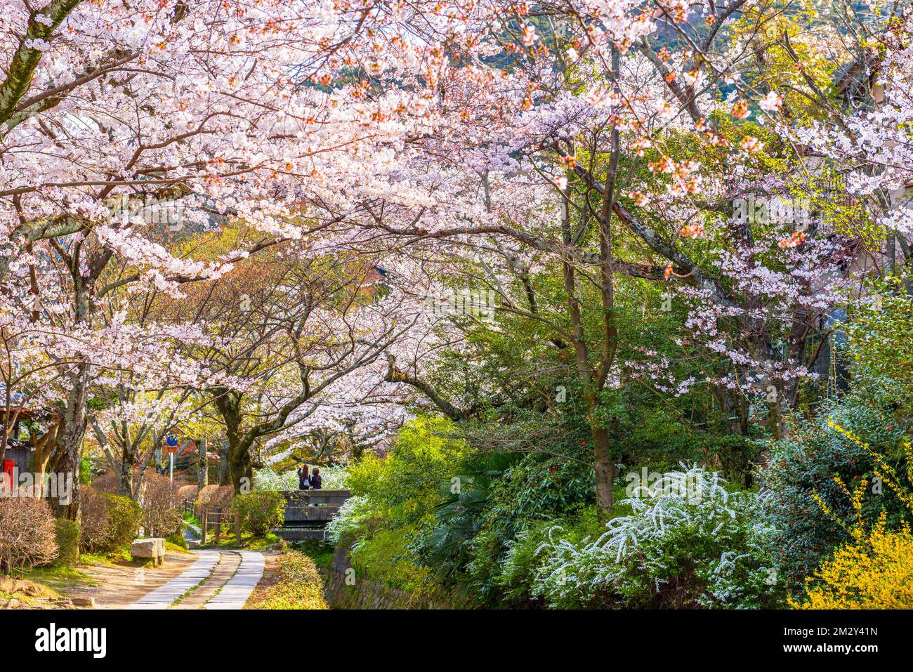 Philosophers trail sakura hi-res stock photography and images - Alamy