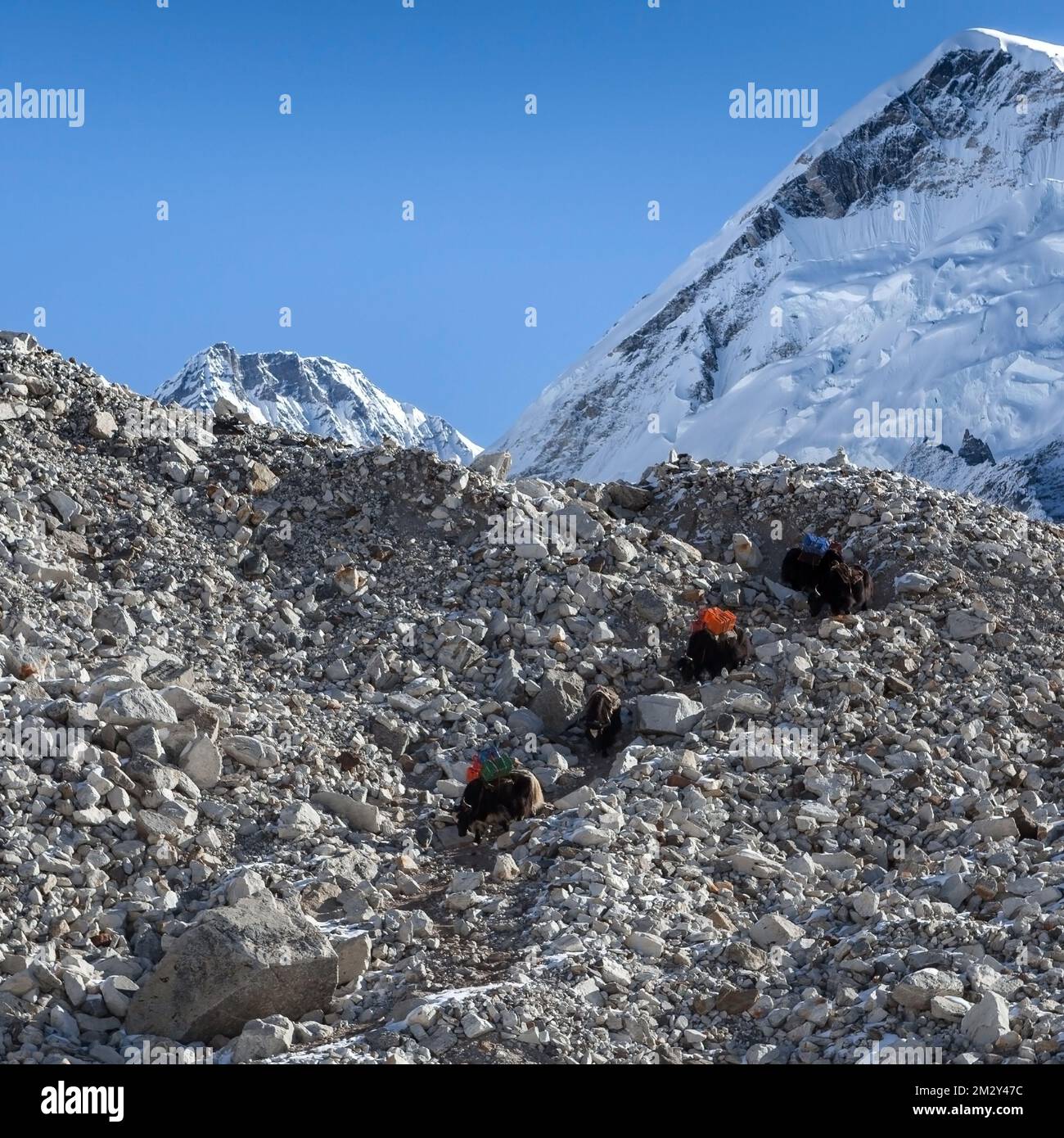 Group of black Nepali yaks carrying their heavy load with Everest ...