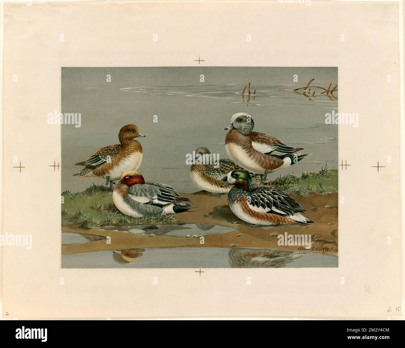 Five ducks on a bank , Ducks, Bodies of water. Louis Prang & Company ...