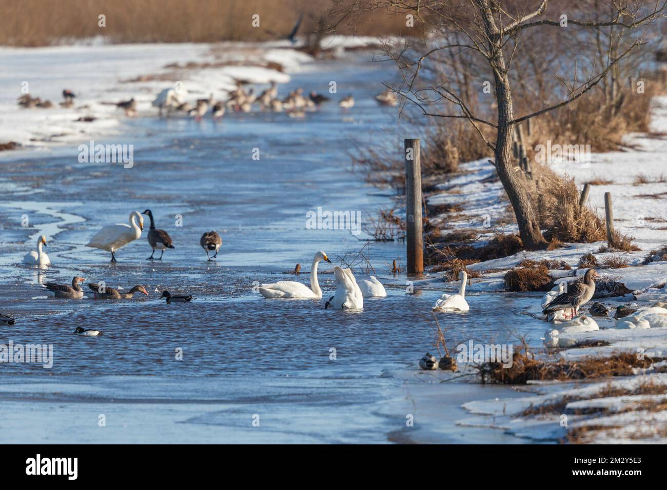 Whooper swans and geese in the river Stock Photo - Alamy