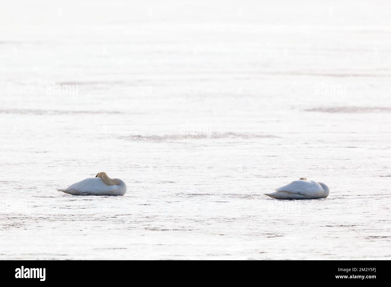 Resting swan swans sleeping hi-res stock photography and images - Alamy