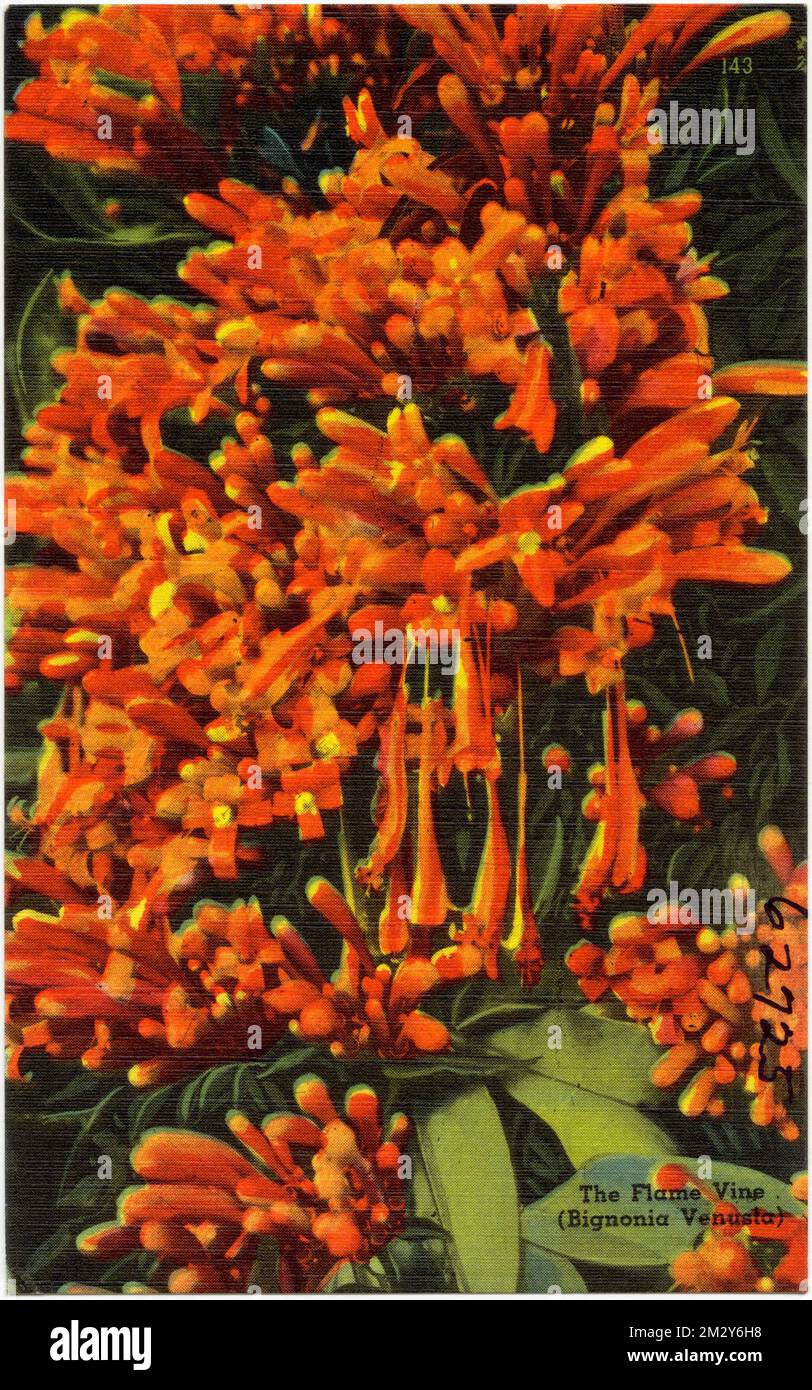 The Flame Vine (Bignonia Venusta) , Tichnor Brothers Collection ...