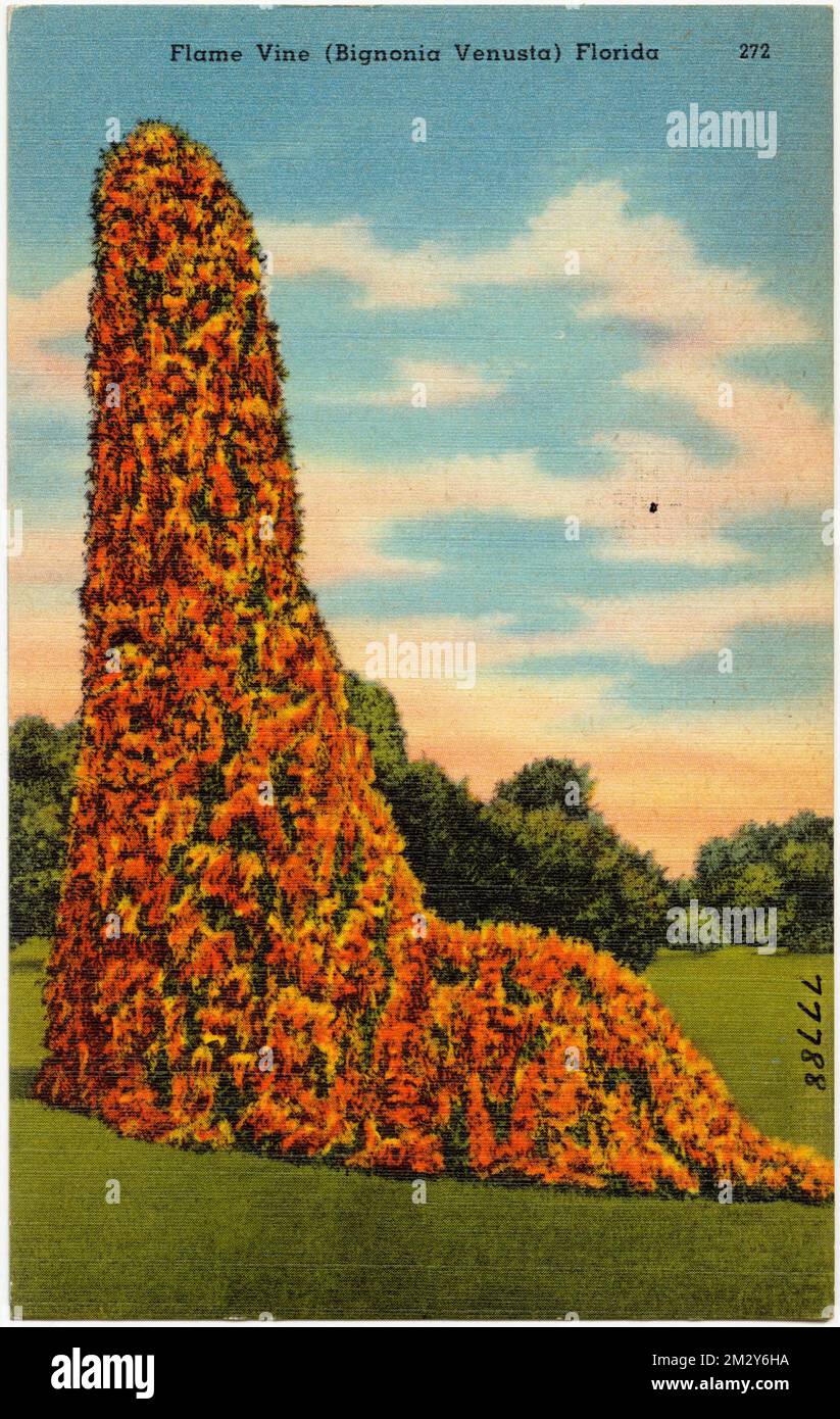 Flame vine (Bignonia Venusta), Florida , Tichnor Brothers Collection ...