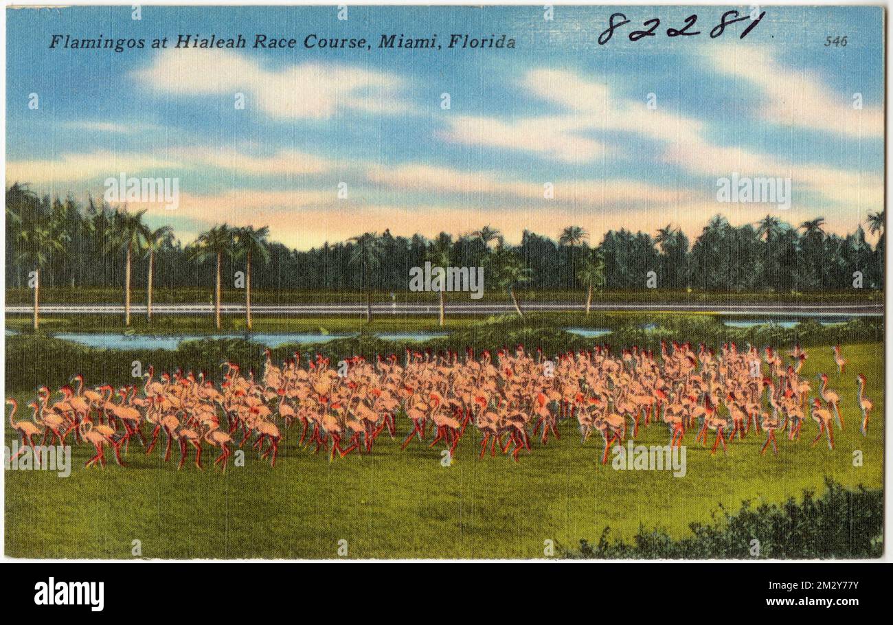 Flamingos at Hialeah race course, Miami, Florida , Sports & recreation ...