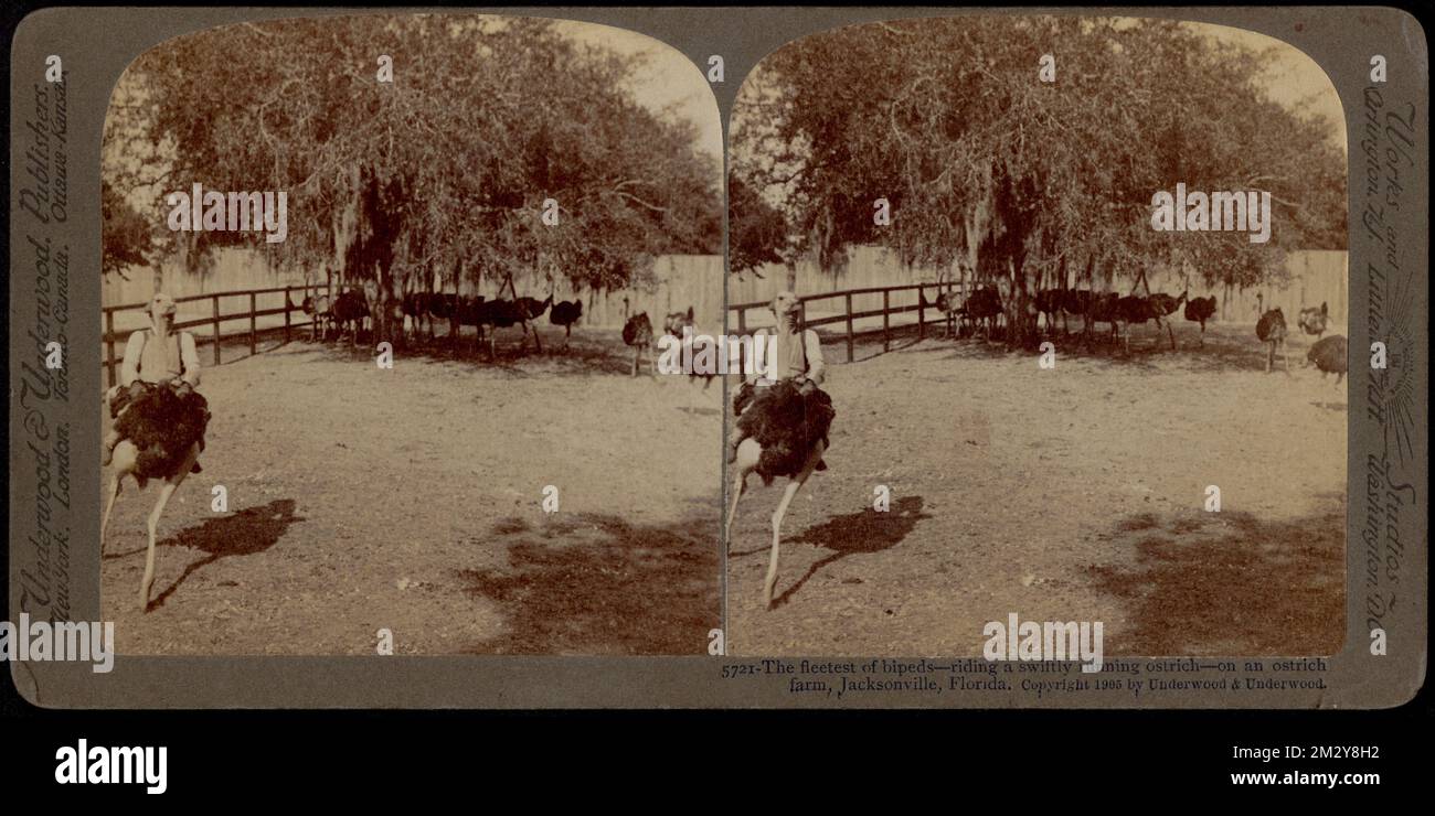 The fleetest of bipeds -- riding a swiftly running ostrich -- on an ...