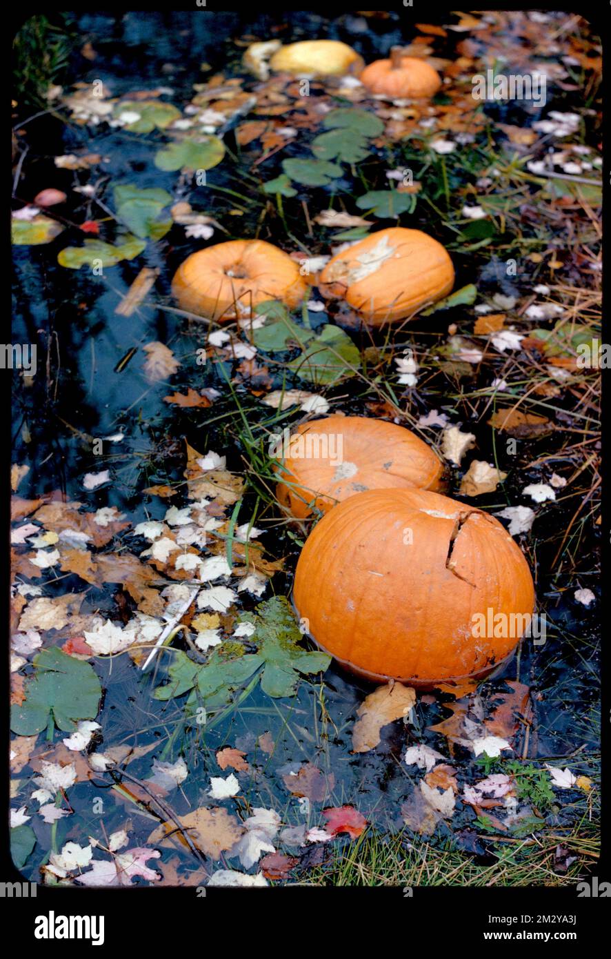 Floating pumpkins , Pumpkins. Edmund L. Mitchell Collection Stock Photo ...