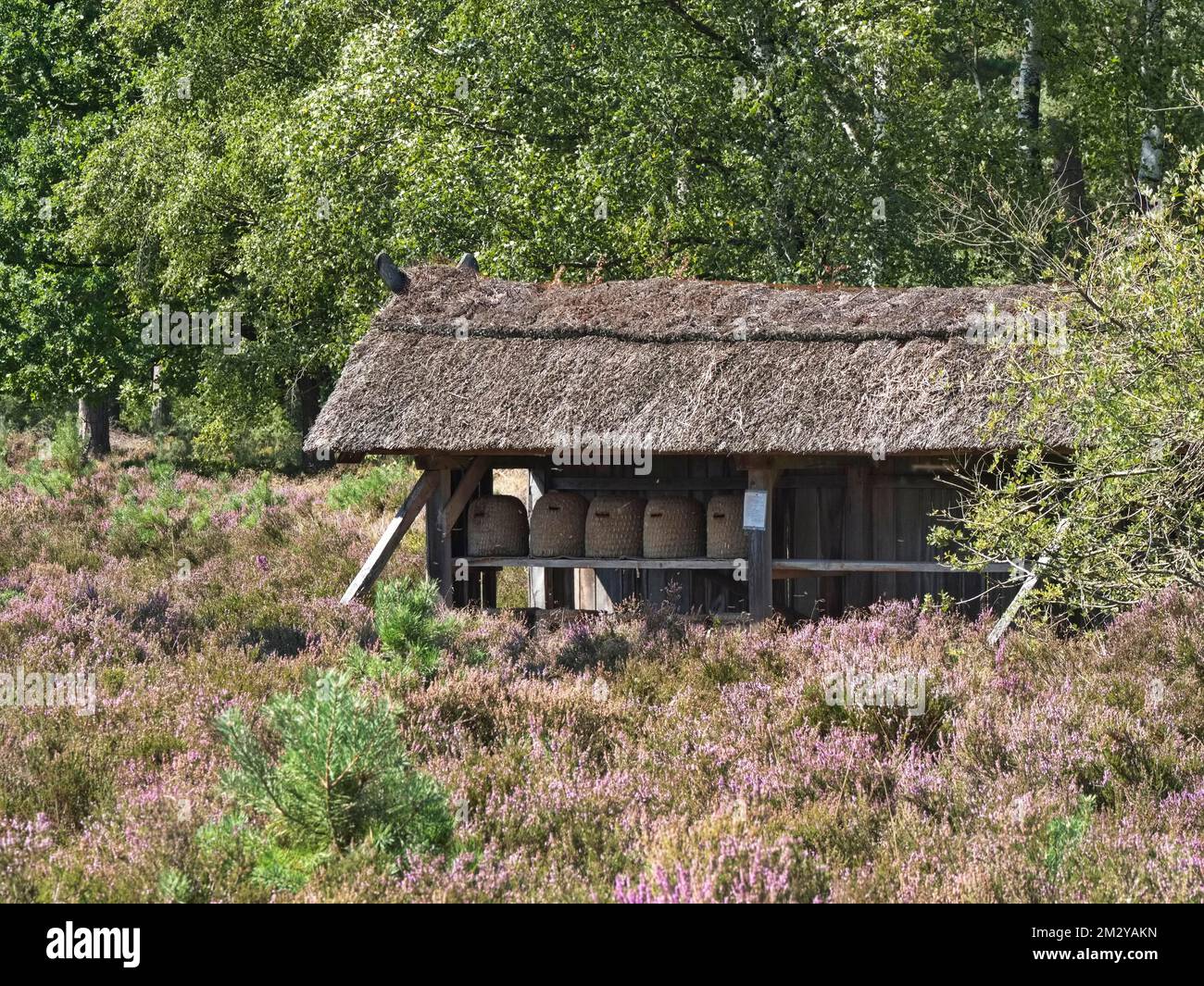 Beehives in a bee house with thatched roof in the Lueneburg Heath ...
