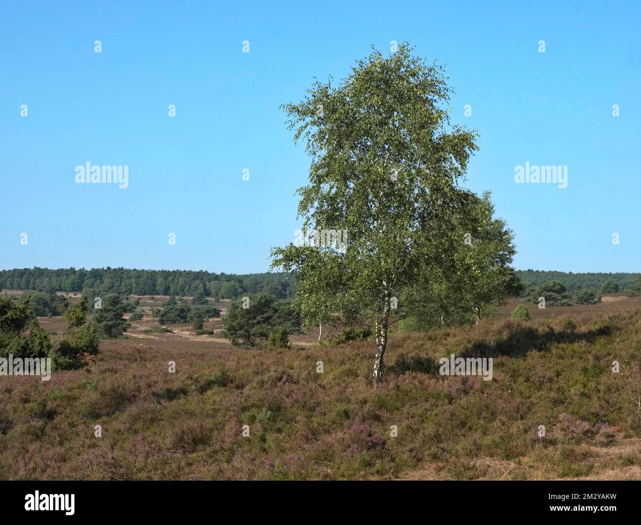 Landscape and heath blossom in the Lueneburg Heath nature park Park ...
