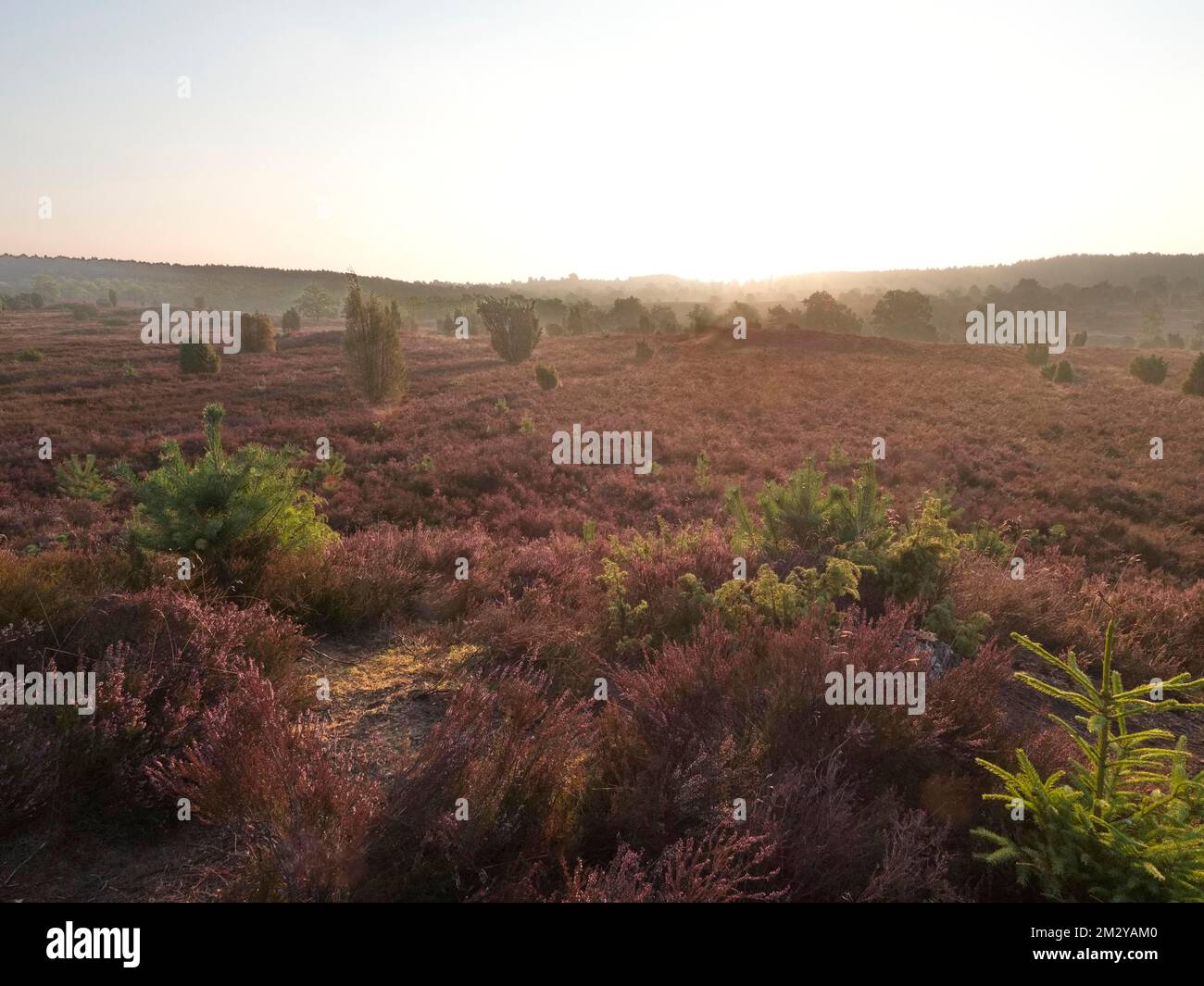 Heath blossom in the Lueneburg Heath nature park Park. The landscape in ...