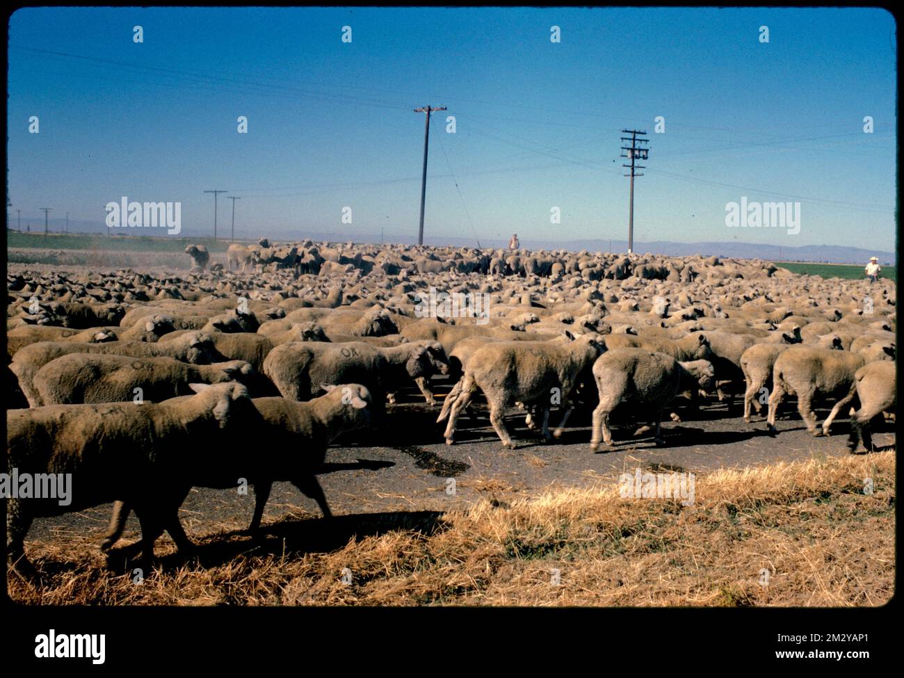 Flock Of Sheep In Area With Utility Poles Sheep Shepherds Edmund L Mitchell Collection