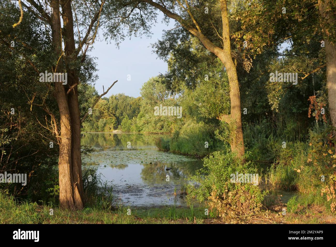 Trees and shrubs line Sandbraak, a lake in the Warwisch landscape ...