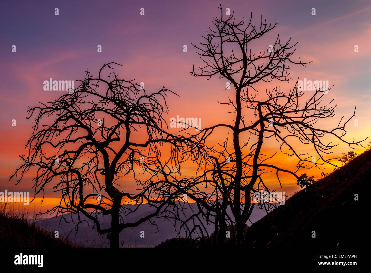 Dead tree mountains in background hi-res stock photography and images ...