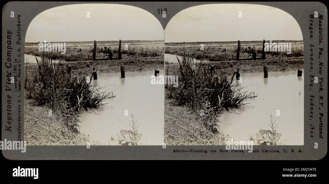 Flooding rice fields, South Carolina , Agriculture, Rice plantations ...