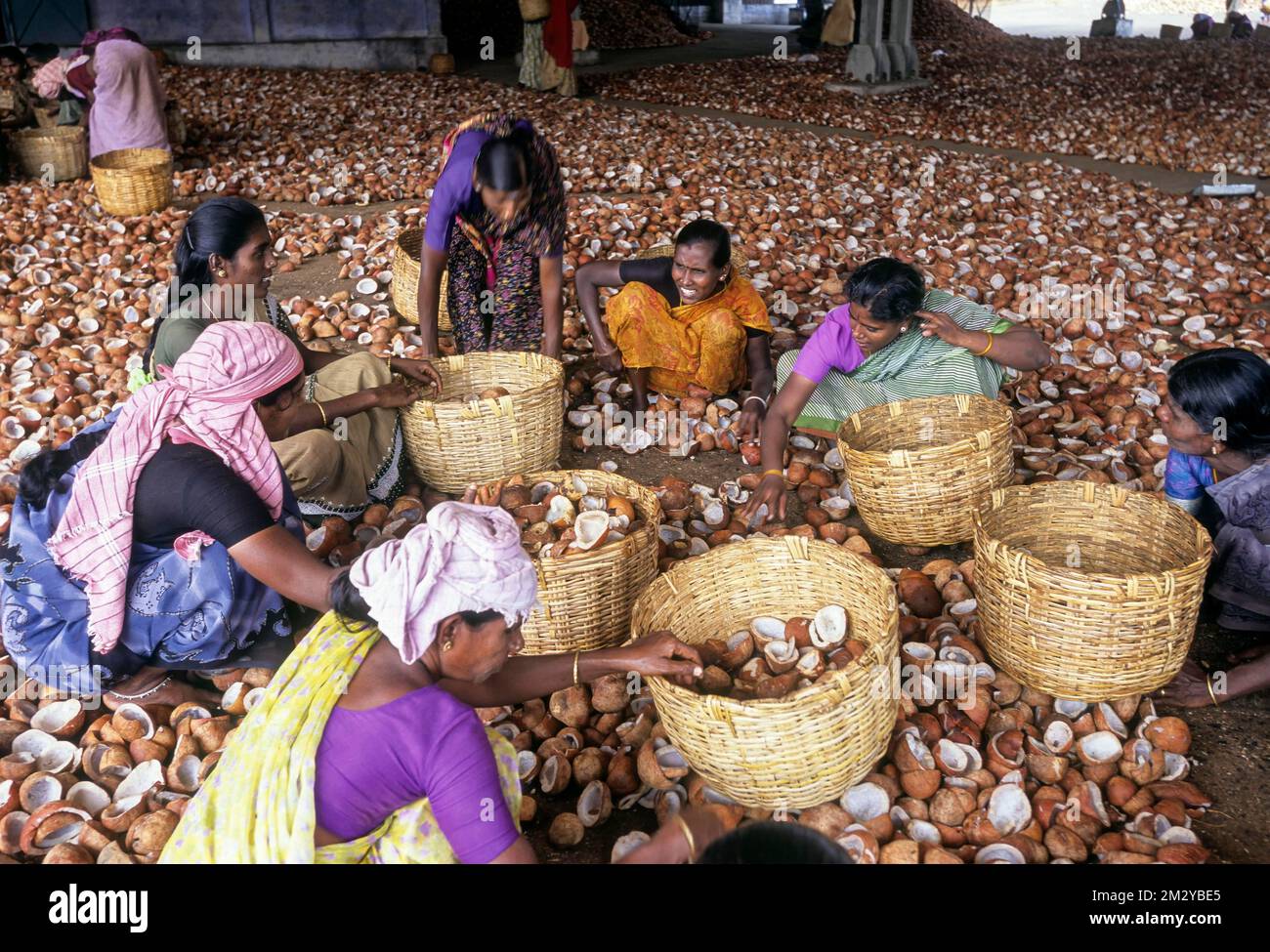 Workers grading copras in an oil extracting factory at Vellakoil ...