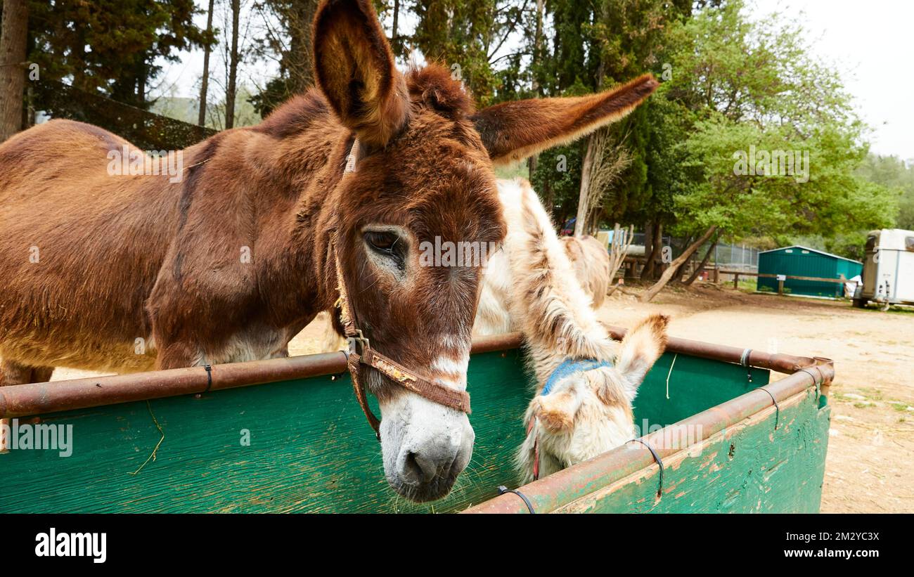 Two donkeys eating from a feeding trough, DRC, Donkey rescue Centre ...
