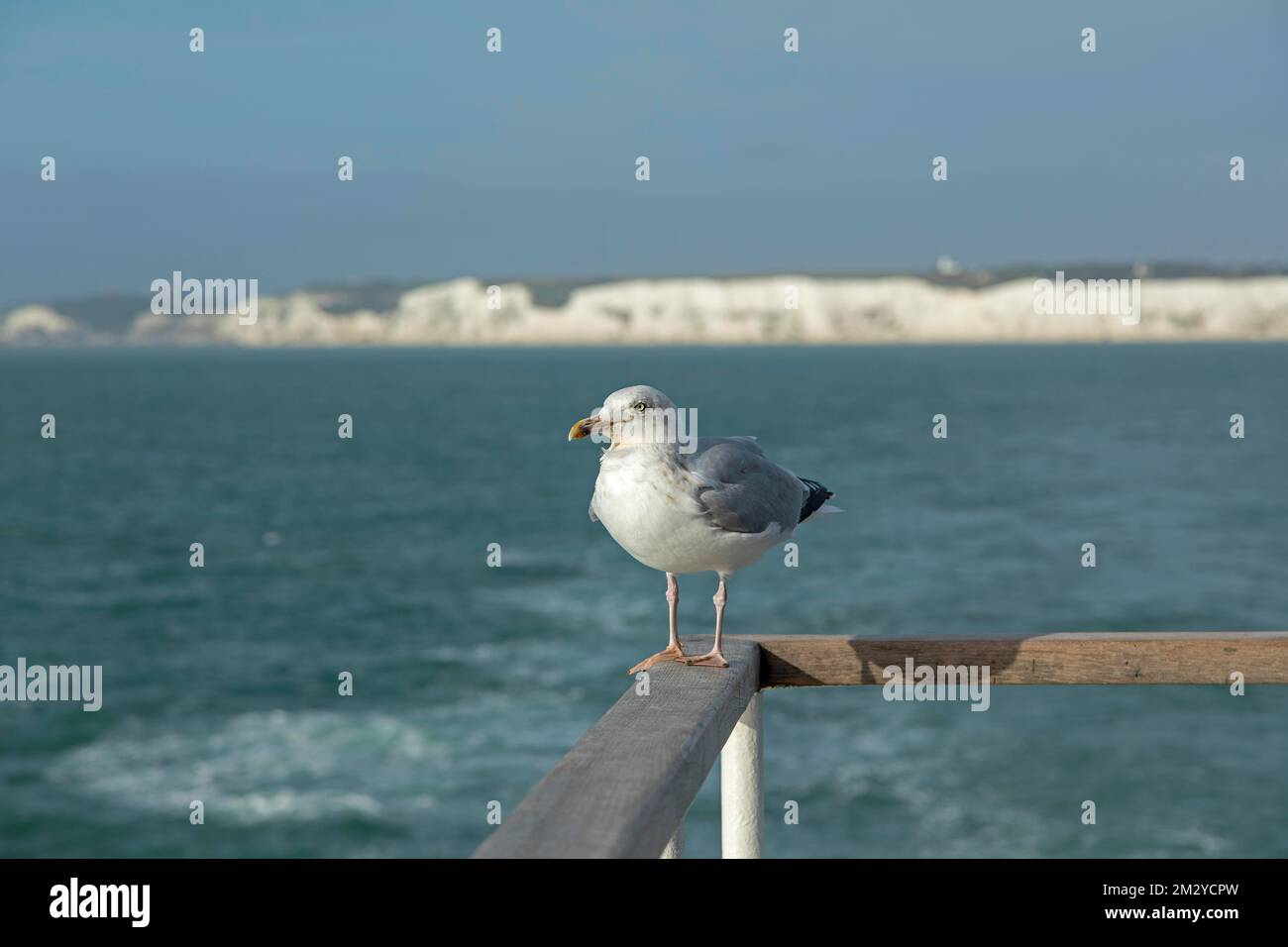 Dover cliff seagull hi-res stock photography and images - Alamy