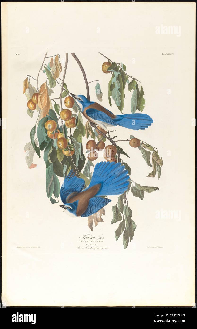 Florida jay : Corvus floridians, Bartram. Male, 1. Female, 2. Persimon ...