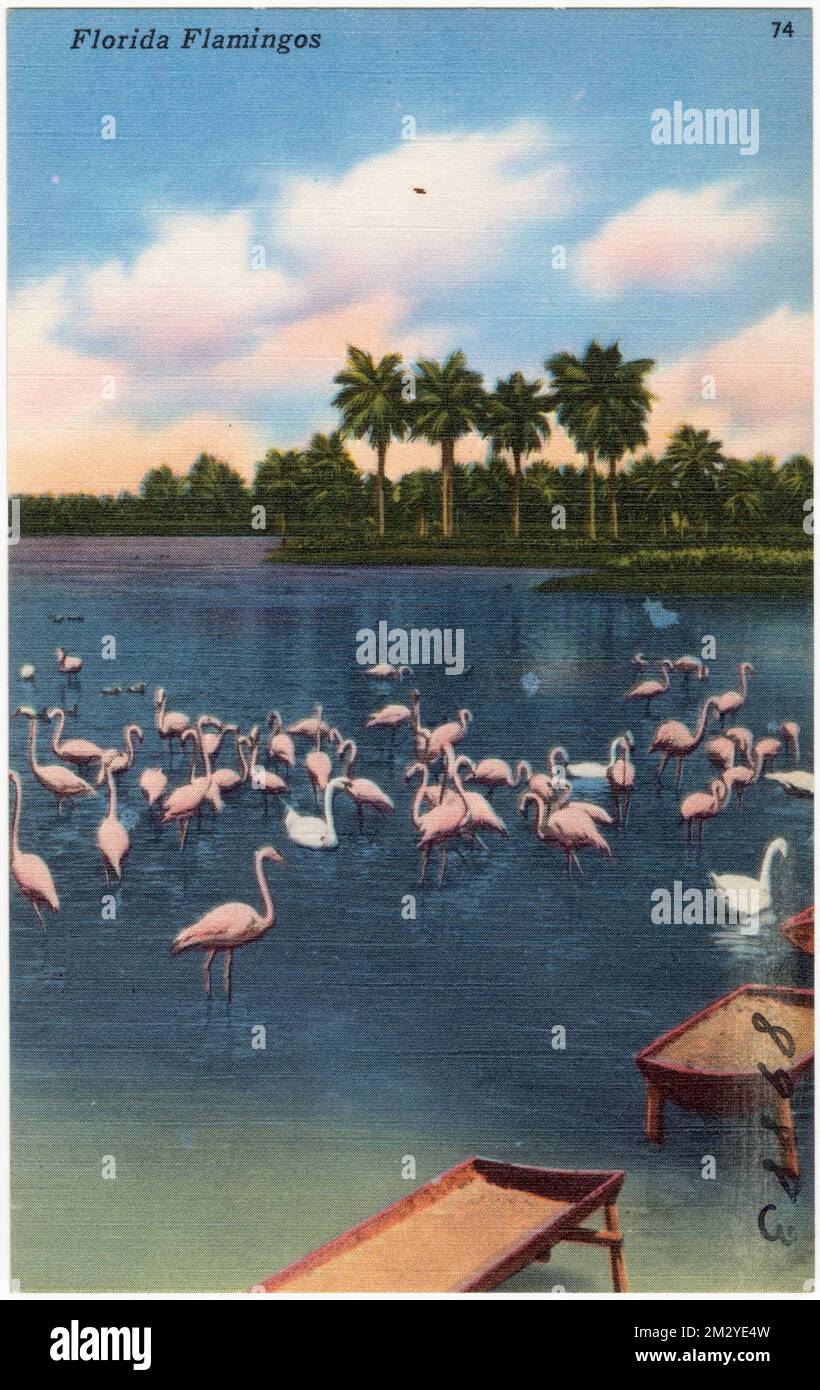 Florida Flamingos , Tichnor Brothers Collection, postcards of the ...