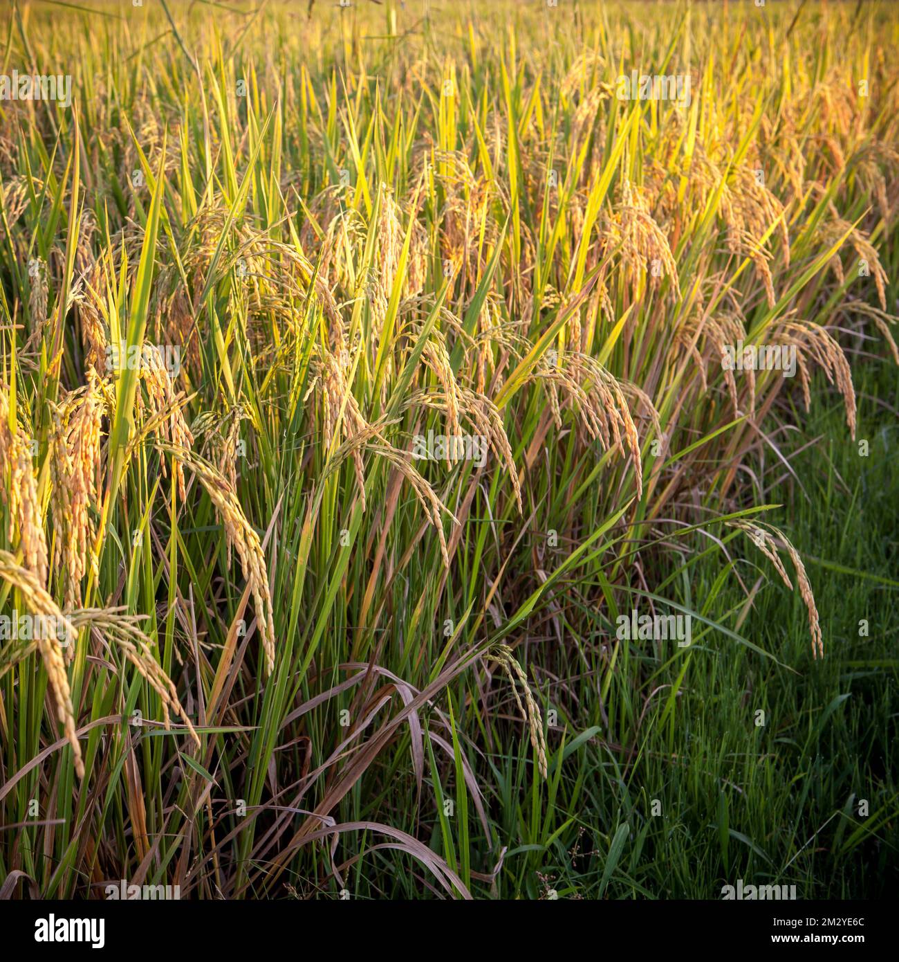 Rice plant growing on an outdoor field. Ripe rice plant stems hanging ...