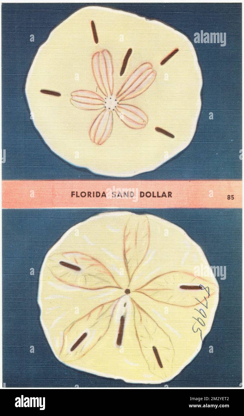 Florida postcards Cut Out Stock Images & Pictures - Alamy