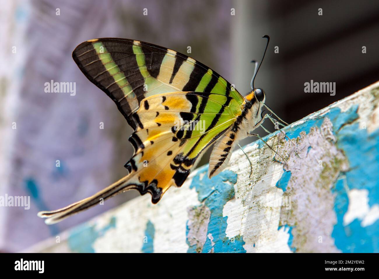 Bornean insect hi-res stock photography and images - Alamy