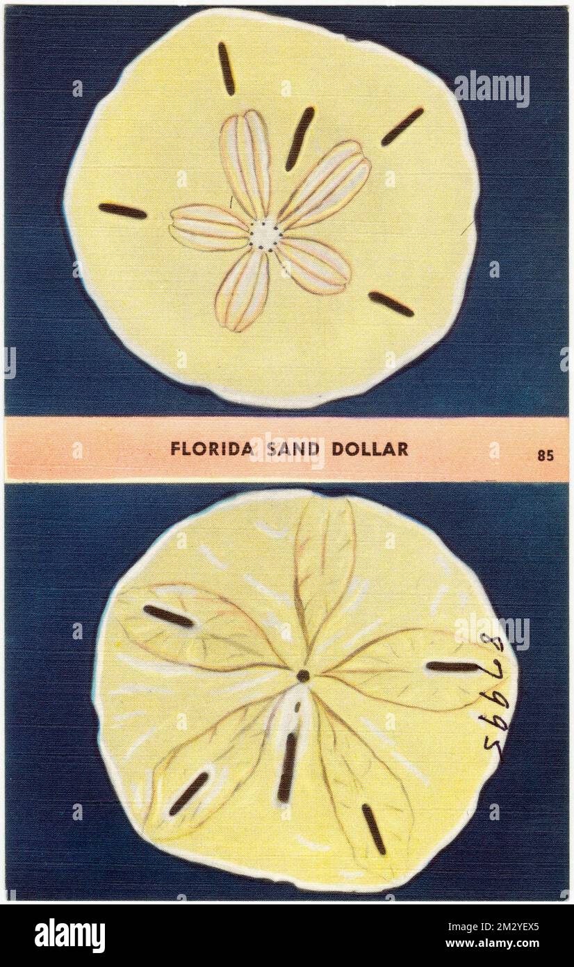 Florida sand dollar , Tichnor Brothers Collection, postcards of the ...