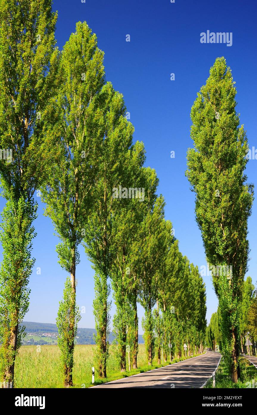 Poplar tree on country hi-res stock photography and images - Alamy