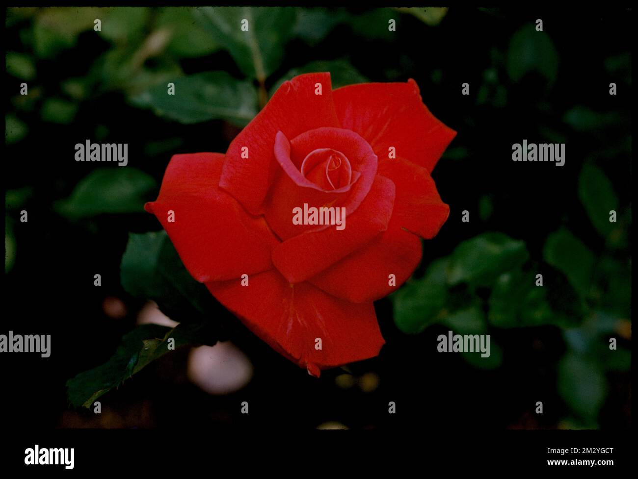 Flower close up, rose, Fenway , Roses. Edmund L. Mitchell Collection ...