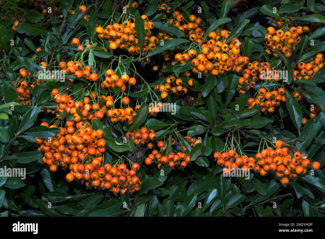 Pyracantha berries hi-res stock photography and images - Alamy