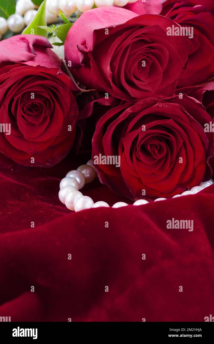 red roses on velvet Stock Photo - Alamy