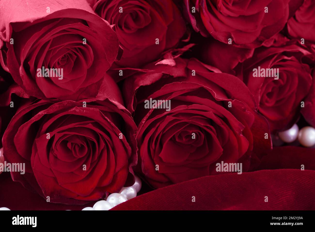 red roses on velvet Stock Photo - Alamy