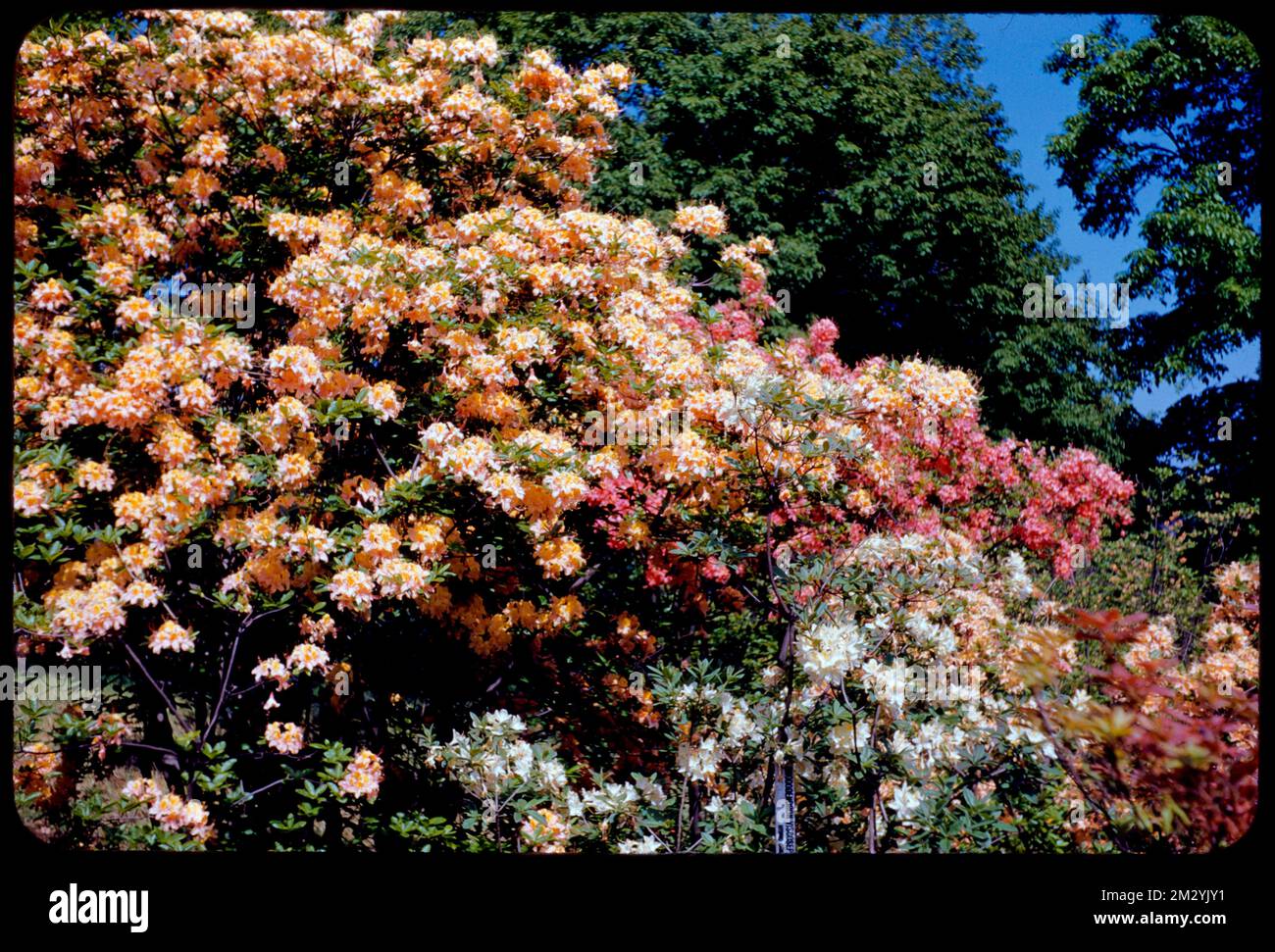 Flowers Ar. Arboretum , Flowers, Botanical gardens, Arnold Arboretum ...