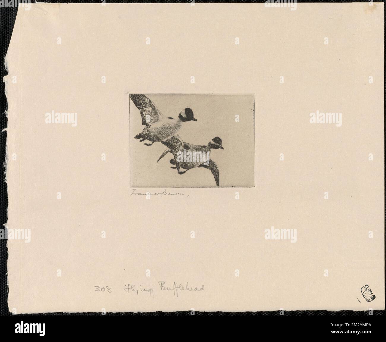 Flying bufflehead , Ducks, Flying, Bufflehead. Frank W. Benson (1862 ...