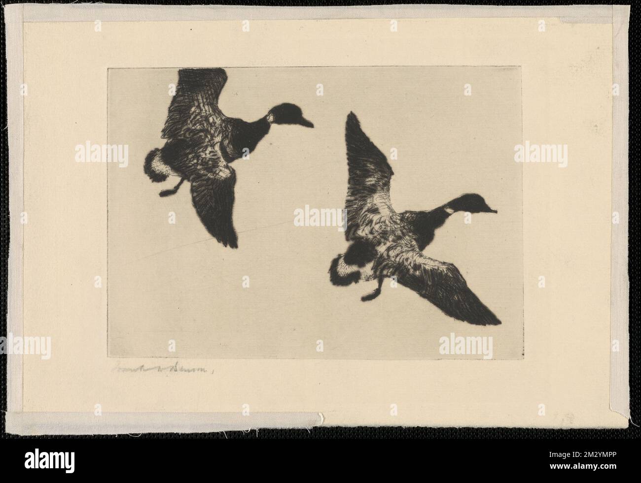 Flying brant , Geese, Flying, Brant. Frank W. Benson (1862-1951 ...
