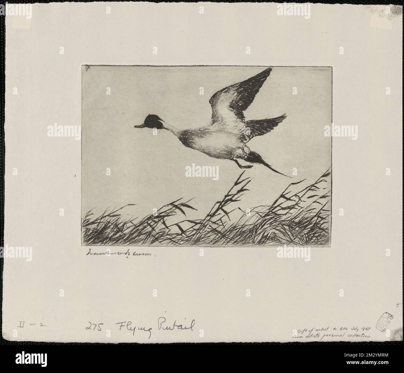 Flying pintail , Ducks, Flying, Grasses, Northern pintail. Frank W ...