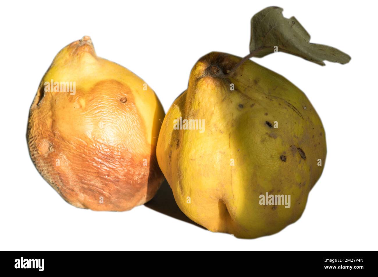 Yellow rotten organic quince closeup on white background Stock Photo ...