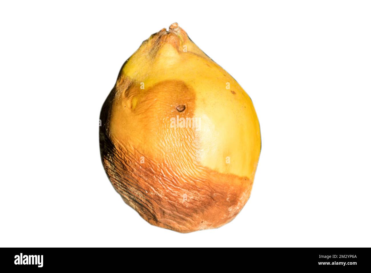 Yellow rotten organic quince closeup on white background Stock Photo ...