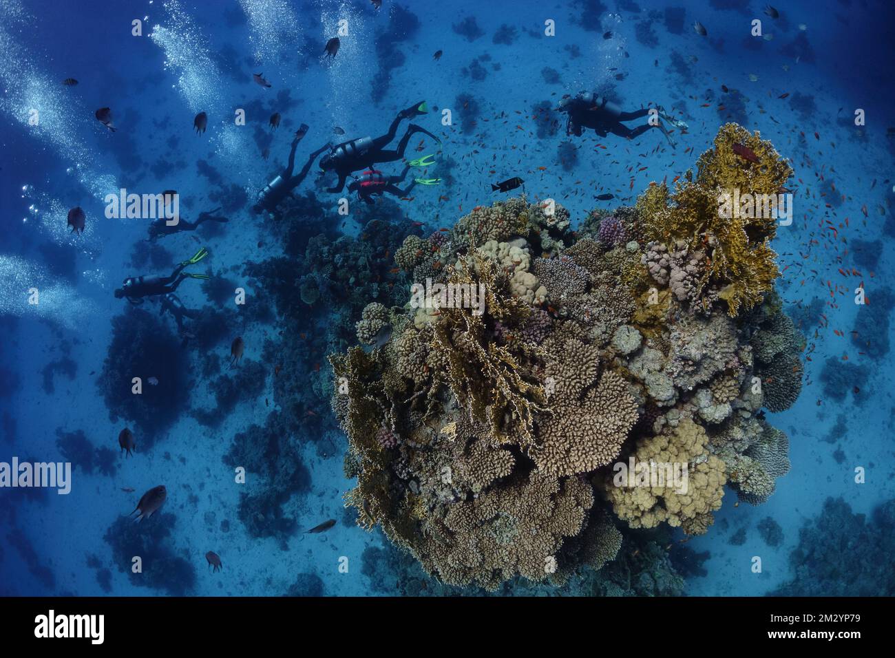 Healthy coral reef near Marsa Alam, Egypt with scuba divers in the ...