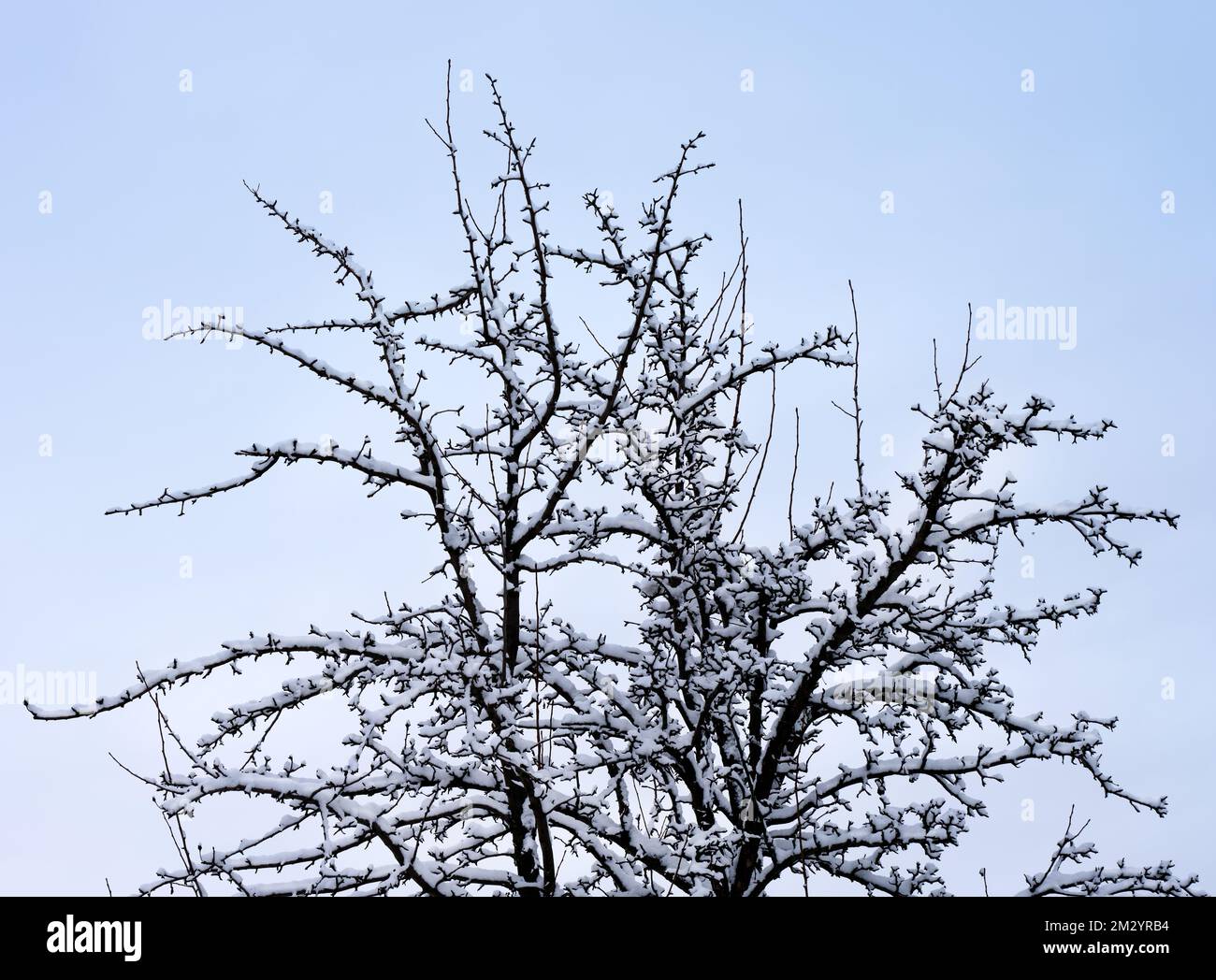 Tree top branches covered hi-res stock photography and images - Alamy