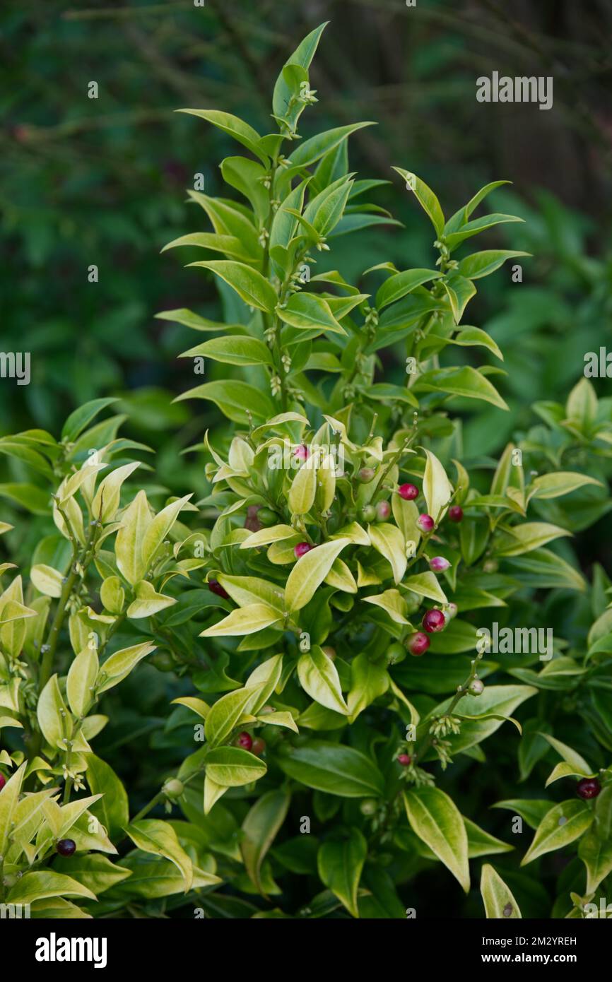 Sweet box plant hi-res stock photography and images - Alamy