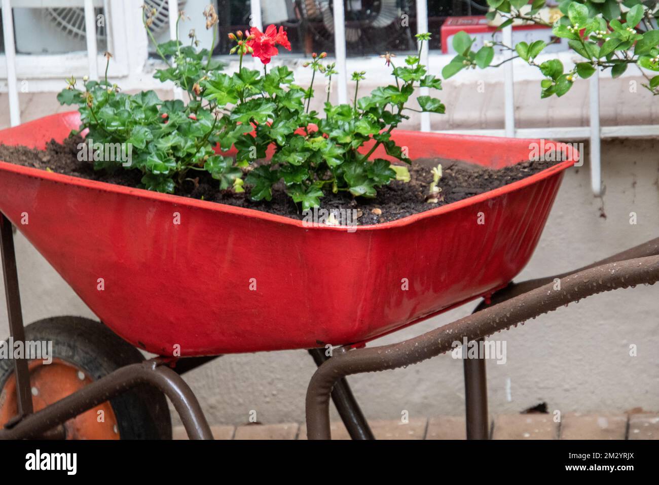Old red wheelbarrow converted to a flowerbox in a garden Stock Photo ...