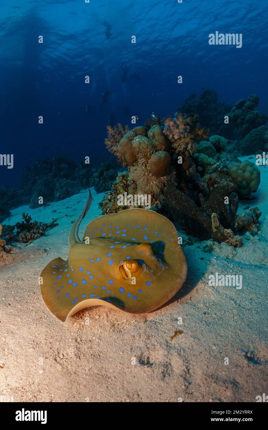 Blue spotted stingray facing a camera with scuba divers in the ...