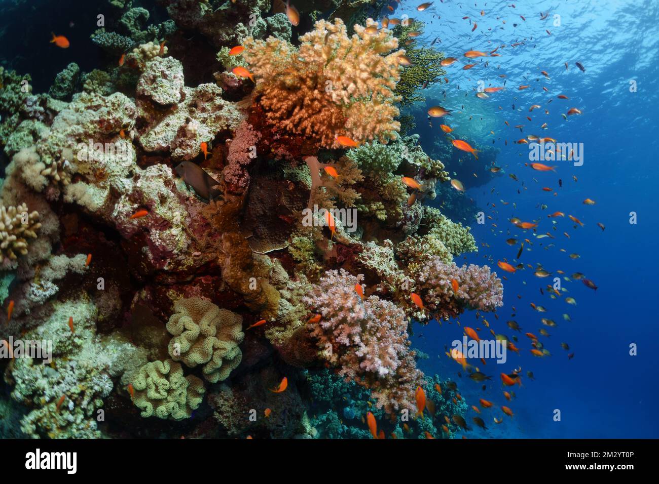 The coral reef in the south Red Sea in Egypt in the national park ...