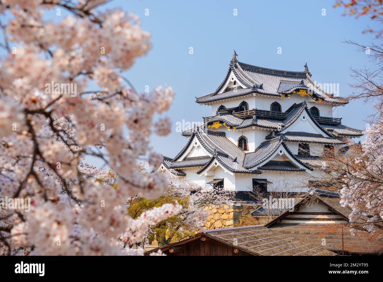 Hikone, Japan at Hikone Castle in the spring season Stock Photo - Alamy