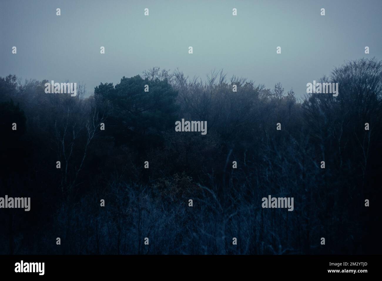 Frosty woodland scene on a cold winter day Stock Photo - Alamy