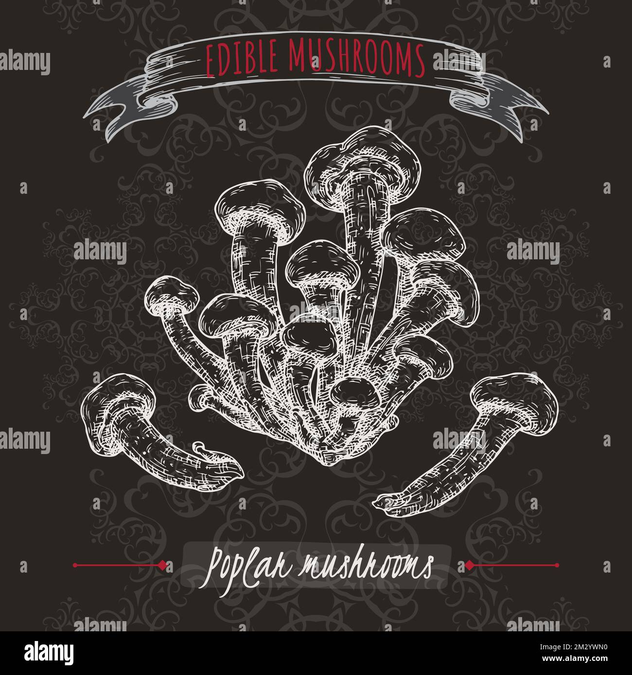 Cyclocybe aegerita aka poplar mushroom sketch on black background ...