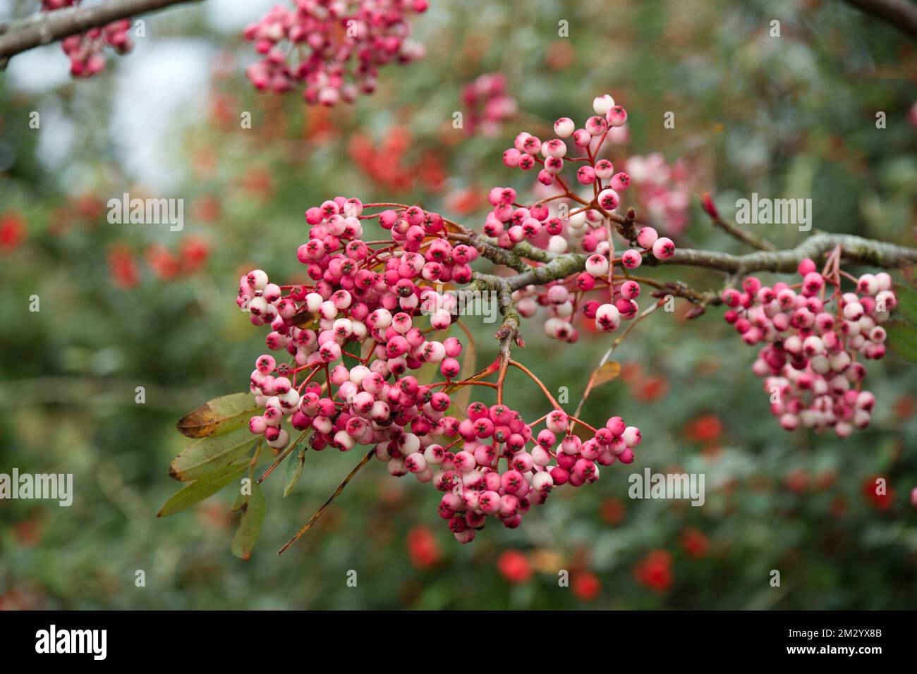 Sorbus pseudohupehensis ‘pink pagoda’ hi-res stock photography and ...