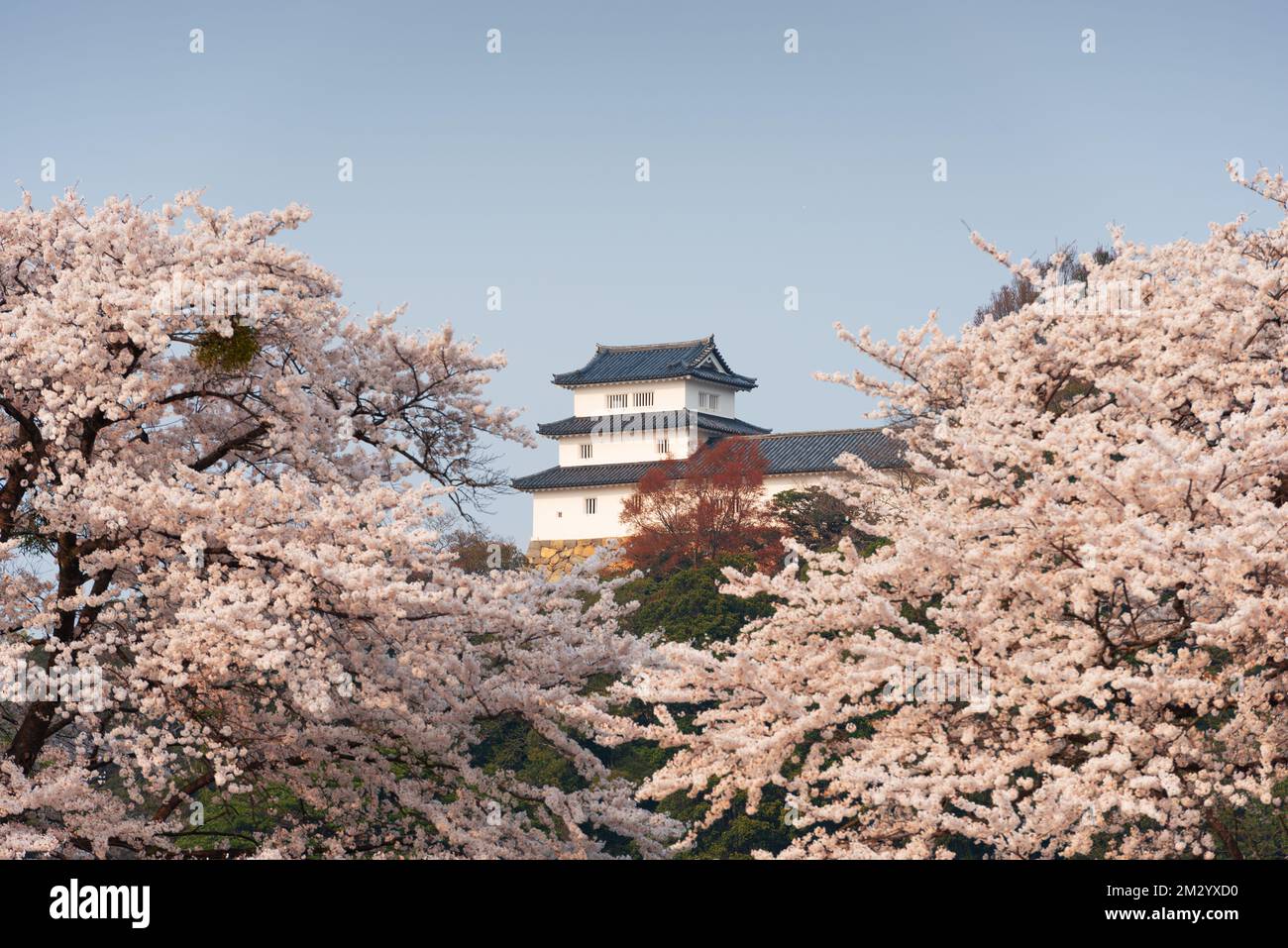 Hikone, Japan at Hikone Castle in the spring season Stock Photo - Alamy